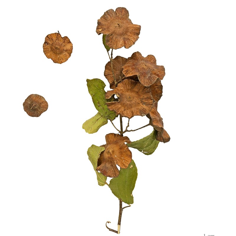 Jerusalem thorn, Christ's thorn Seeds (Paliurus spina-christi) | 1,55 ...