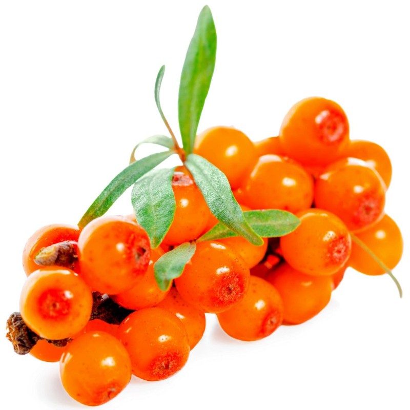 Sea Buckthorn Seeds (hippophae rhamnoides) | 1.85 € 🌳🌼🌸🌿🌱🍉